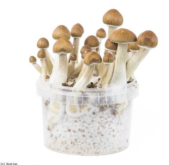 Substrates and PF tek grow pots