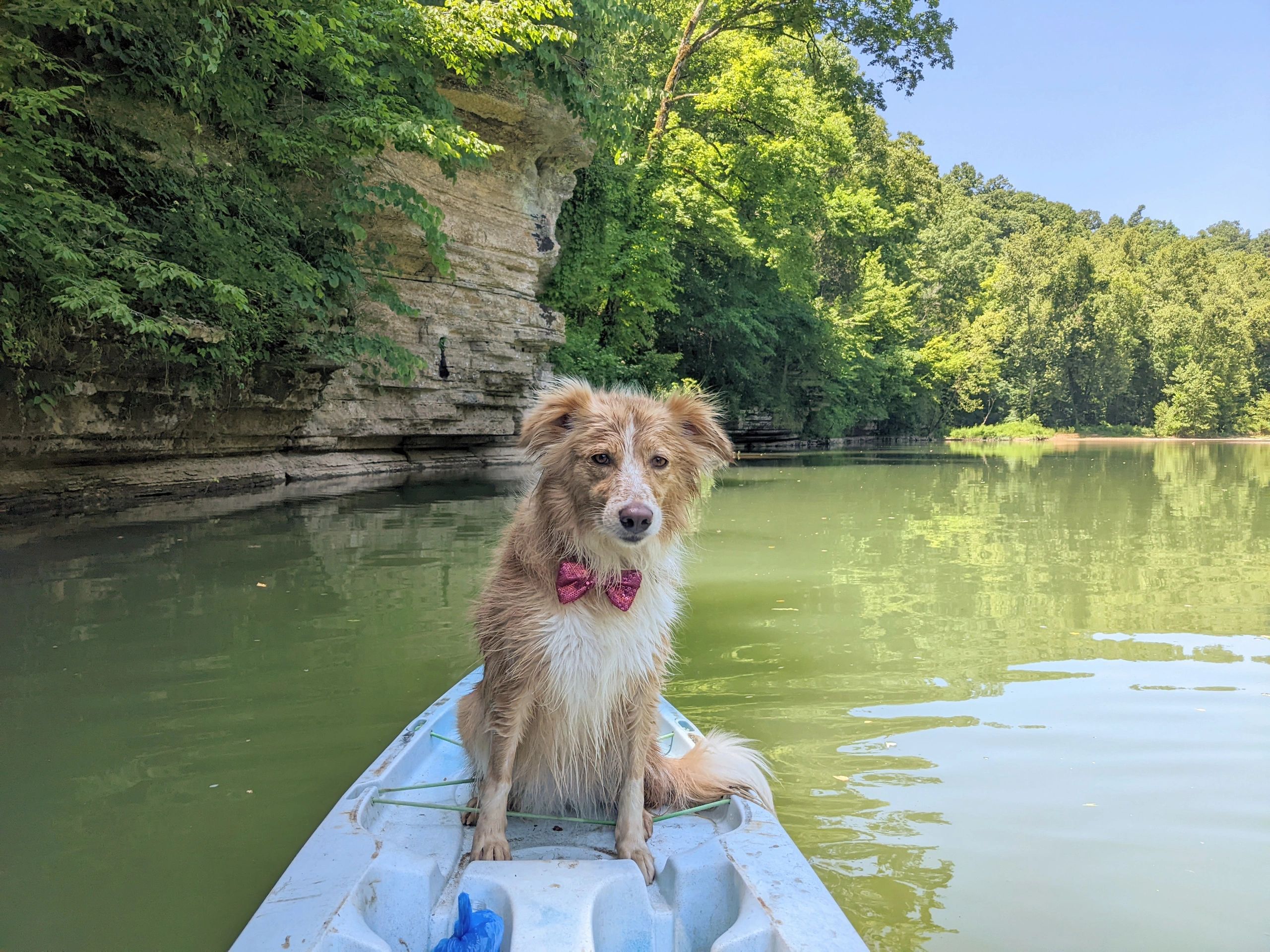 Dog Training - Muddy Mutts