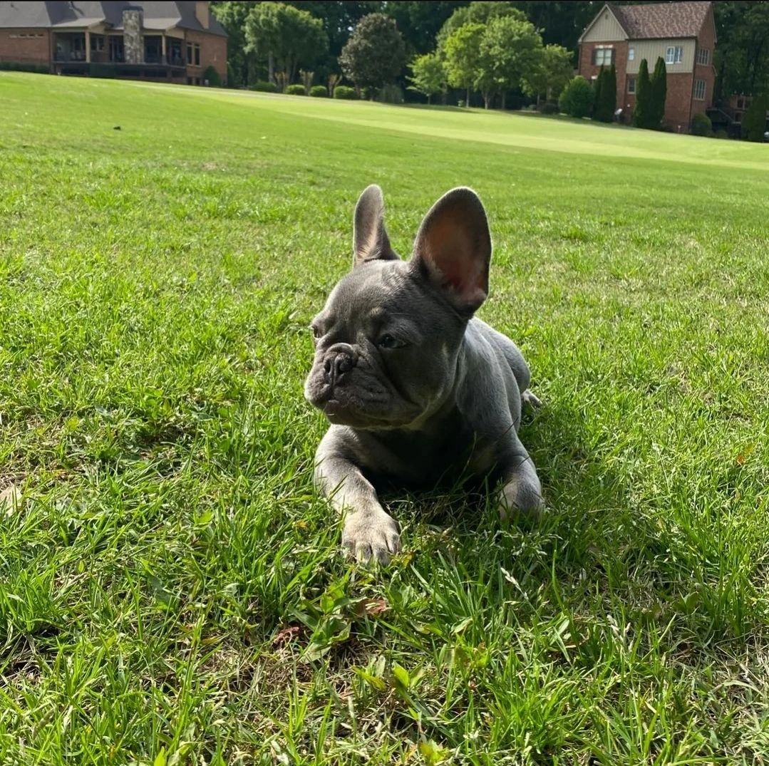 Atlanta Kennel Group