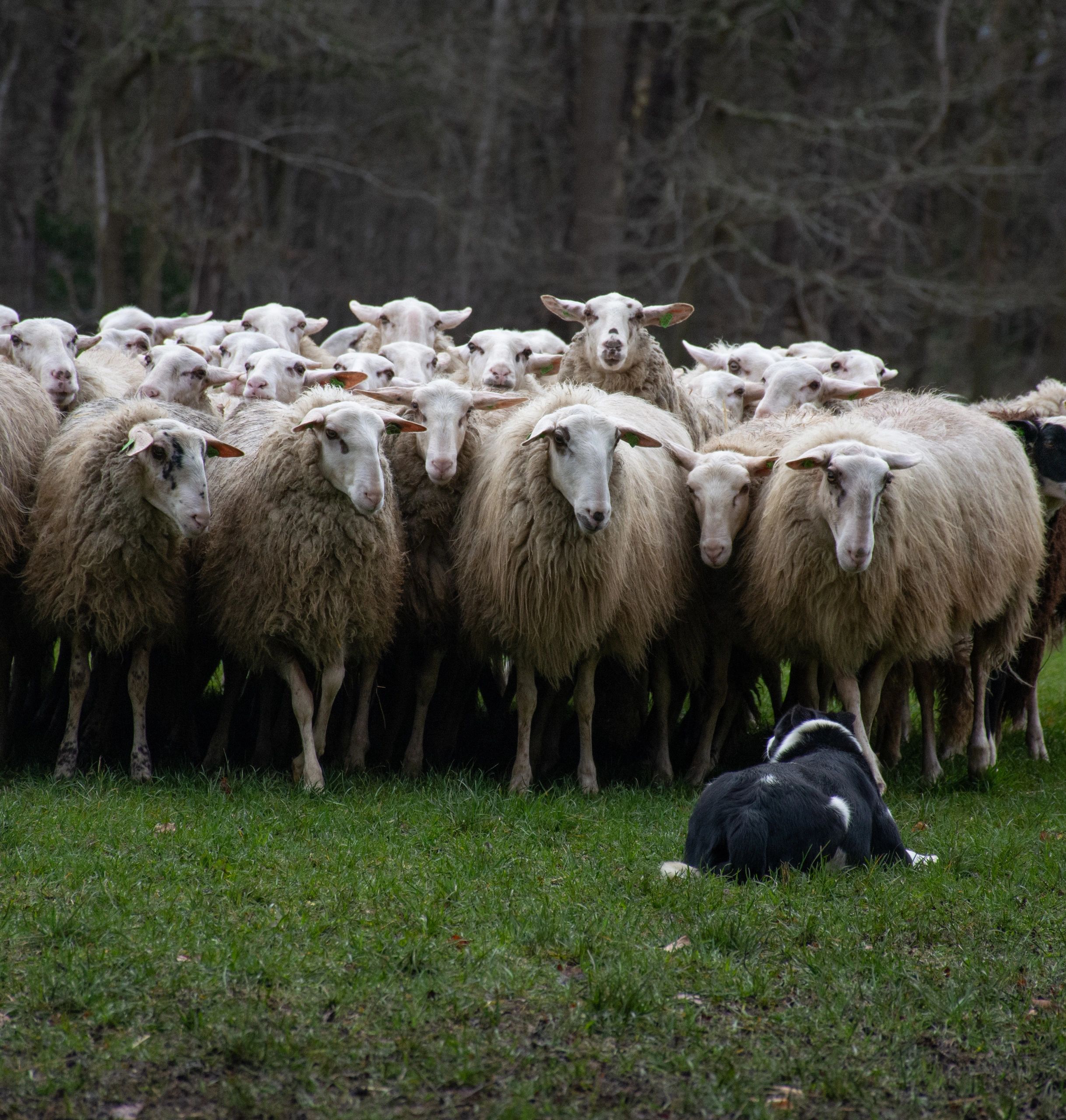 Cinología México Internacional
