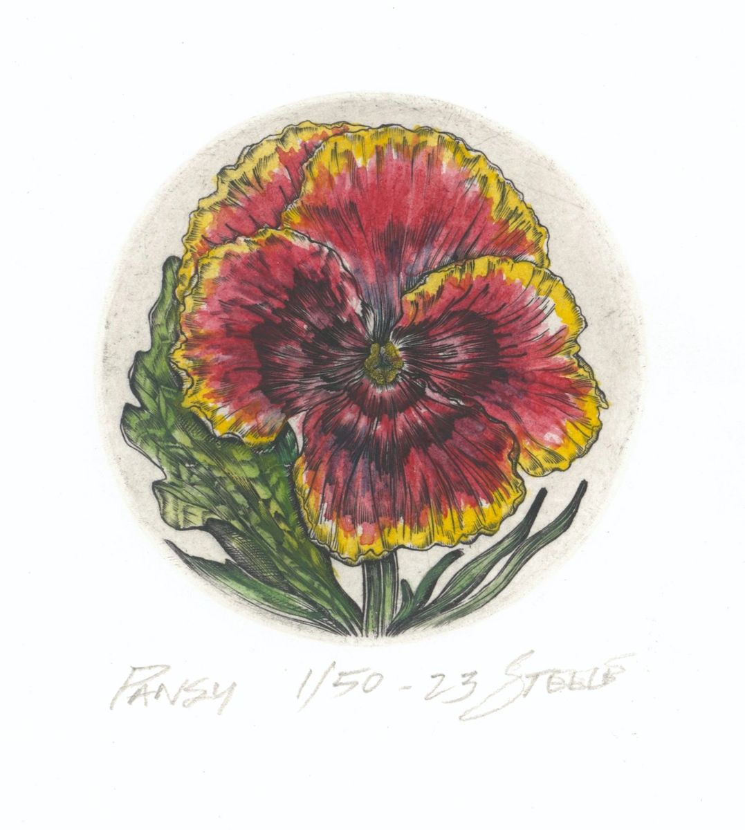 Pansy