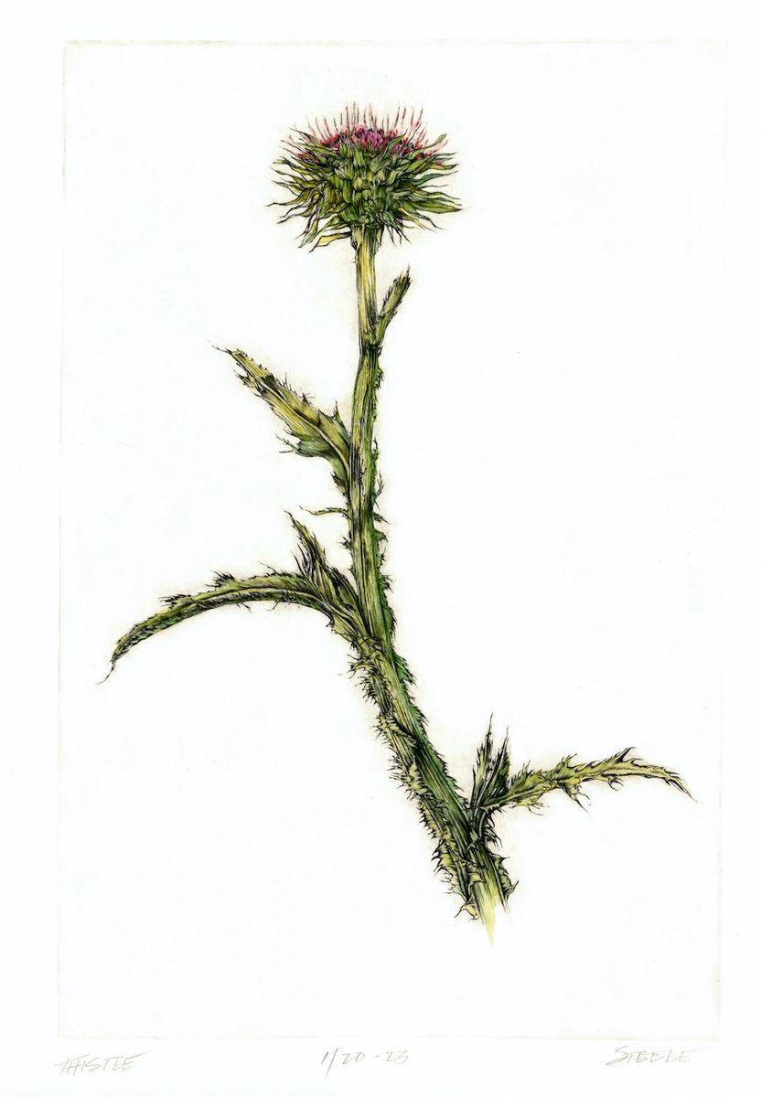 Thistle