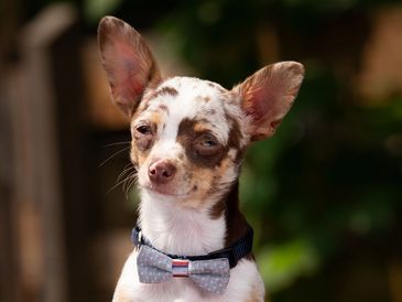 Chihuahua Breeder - Double A Designer Dogs