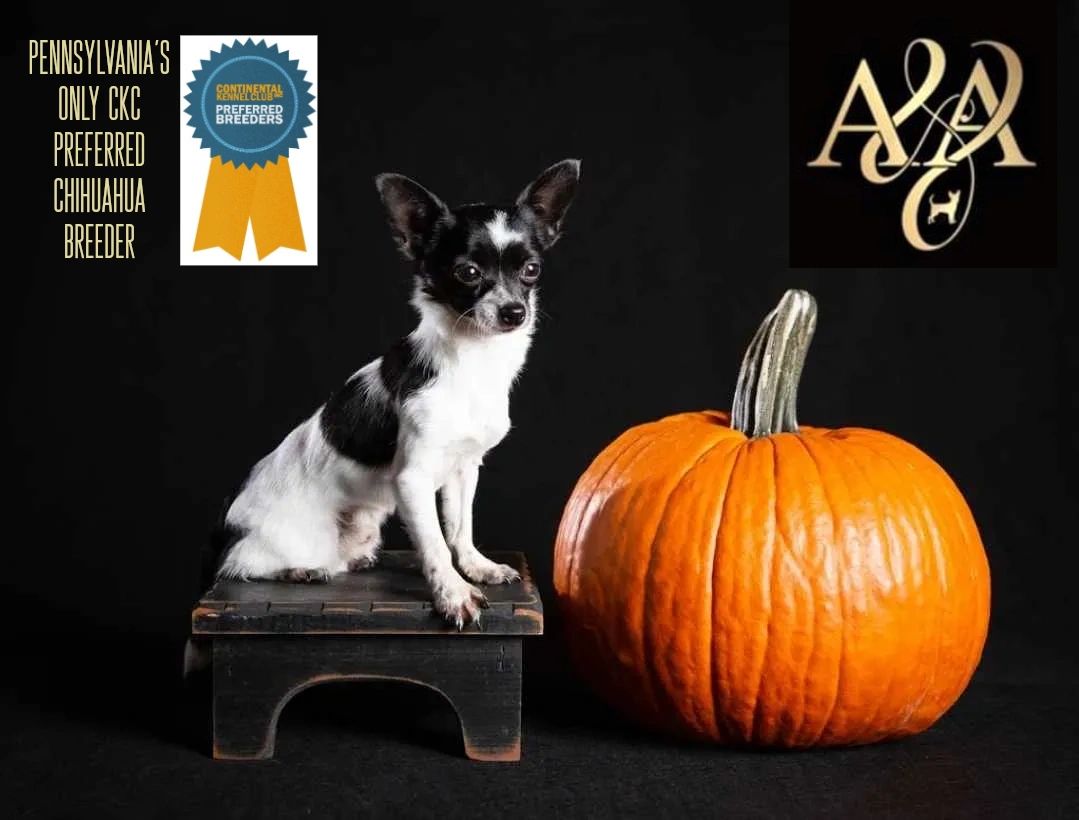 Double A Designer Dogs