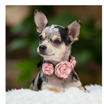 Chihuahua Breeder - Double A Designer Dogs