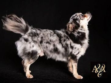 Chihuahua Breeder - Double A Designer Dogs