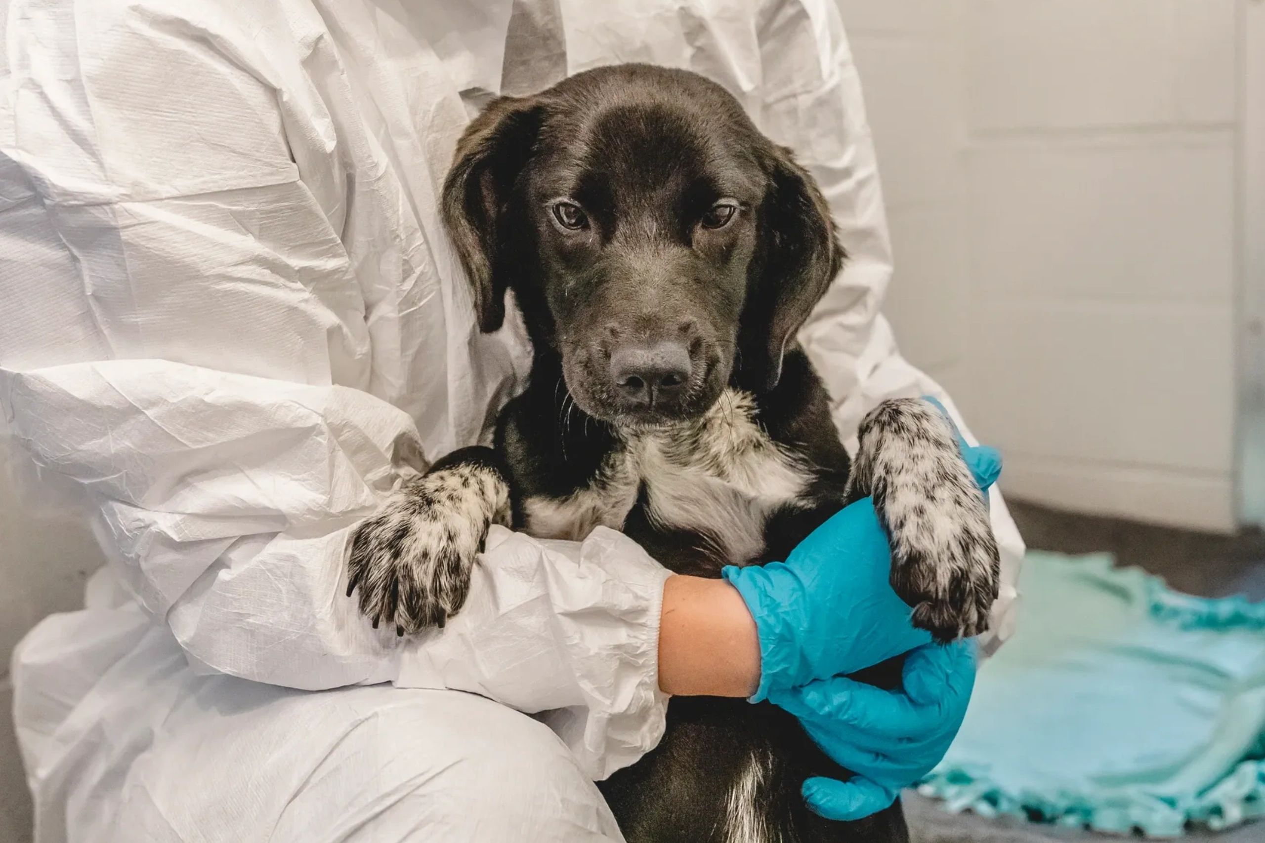 Gigi’s - Dogs, Adoption, Dogs, Animal Shelter