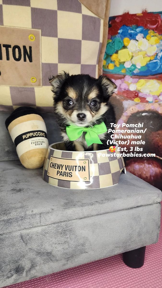 Victor - (M) Toy Pomchi, ( Pomeranian/ Chihuahua) , estimated around ...