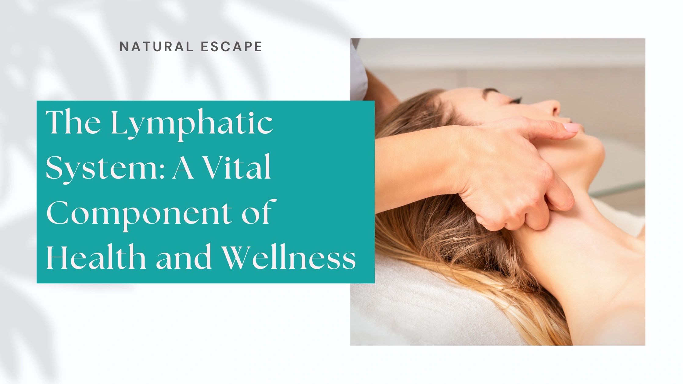 The Lymphatic System: A Vital Component of Health and Wellness