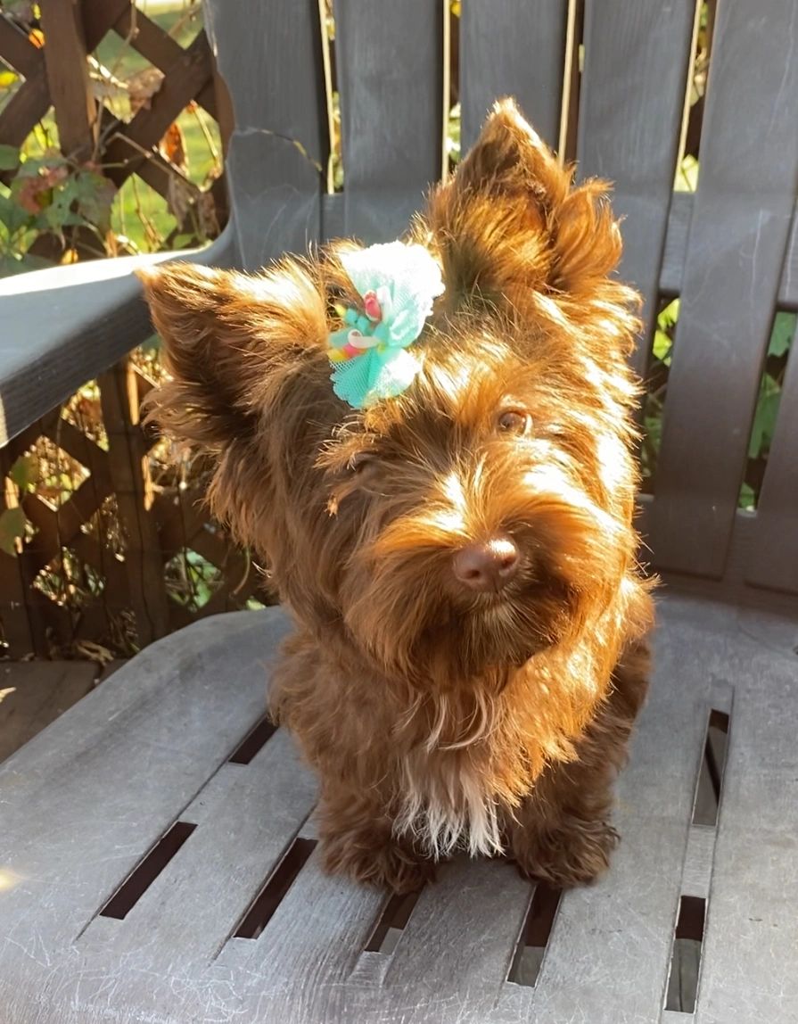 Top Yorkshire Terrier Breeders - Colorful Yorkies for Adoption