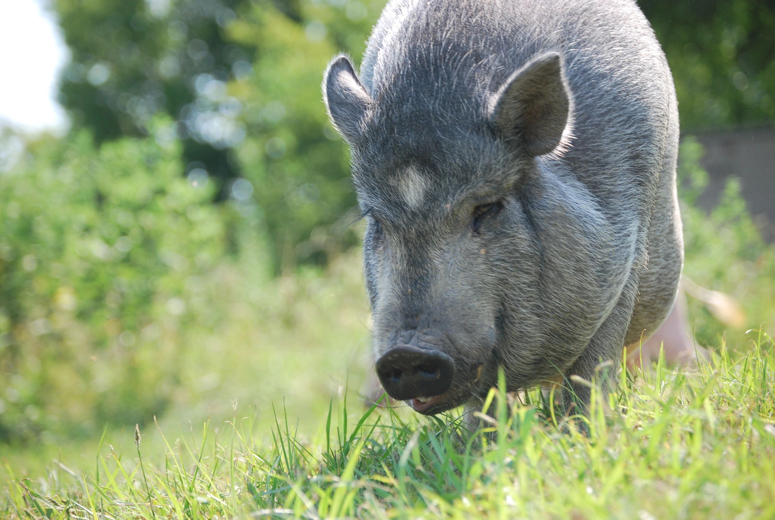 Mini Pig Rescue - My Pig Filled Life Mini Pig Rescue