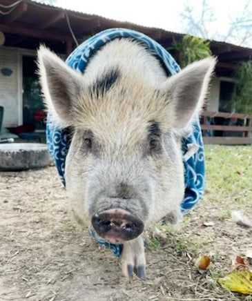 Did you know? Pigs can be heroic!