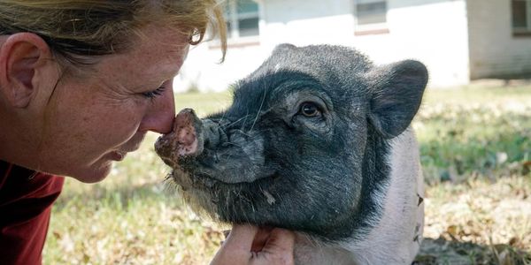 Mini Pig Rescue - My Pig Filled Life Mini Pig Rescue