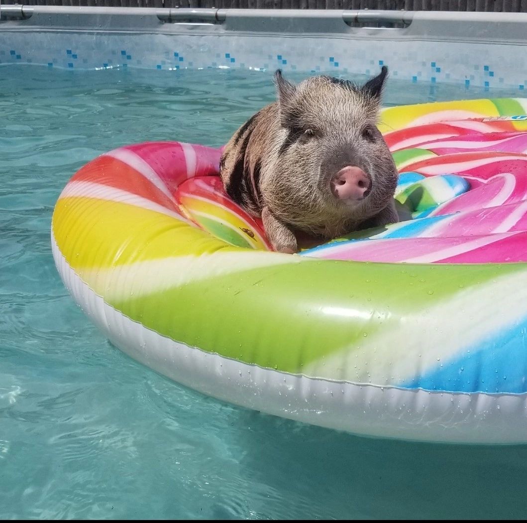 Mini Pig Rescue - My Pig Filled Life Mini Pig Rescue