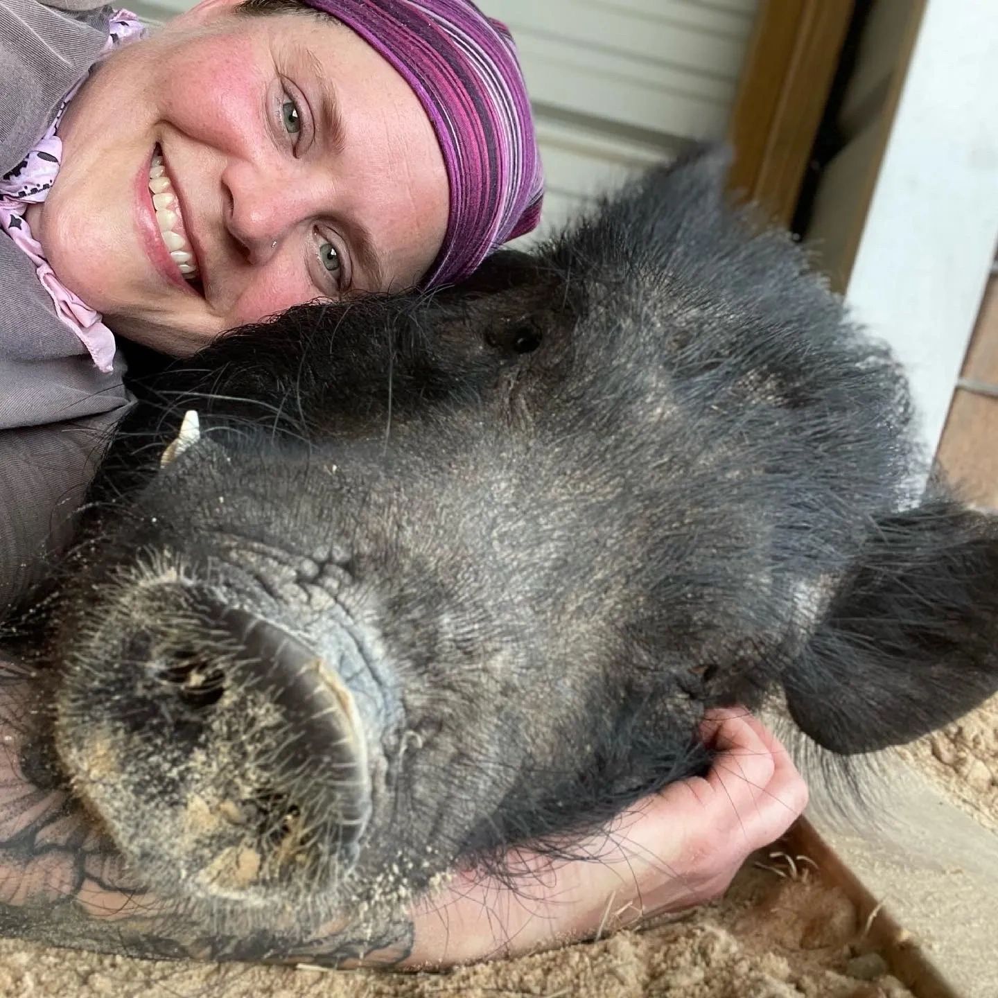 Mini Pig Rescue - My Pig Filled Life Mini Pig Rescue