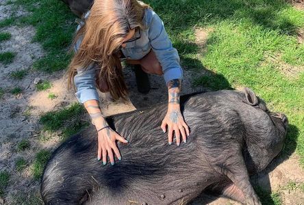 Mini Pig Rescue - My Pig Filled Life Mini Pig Rescue