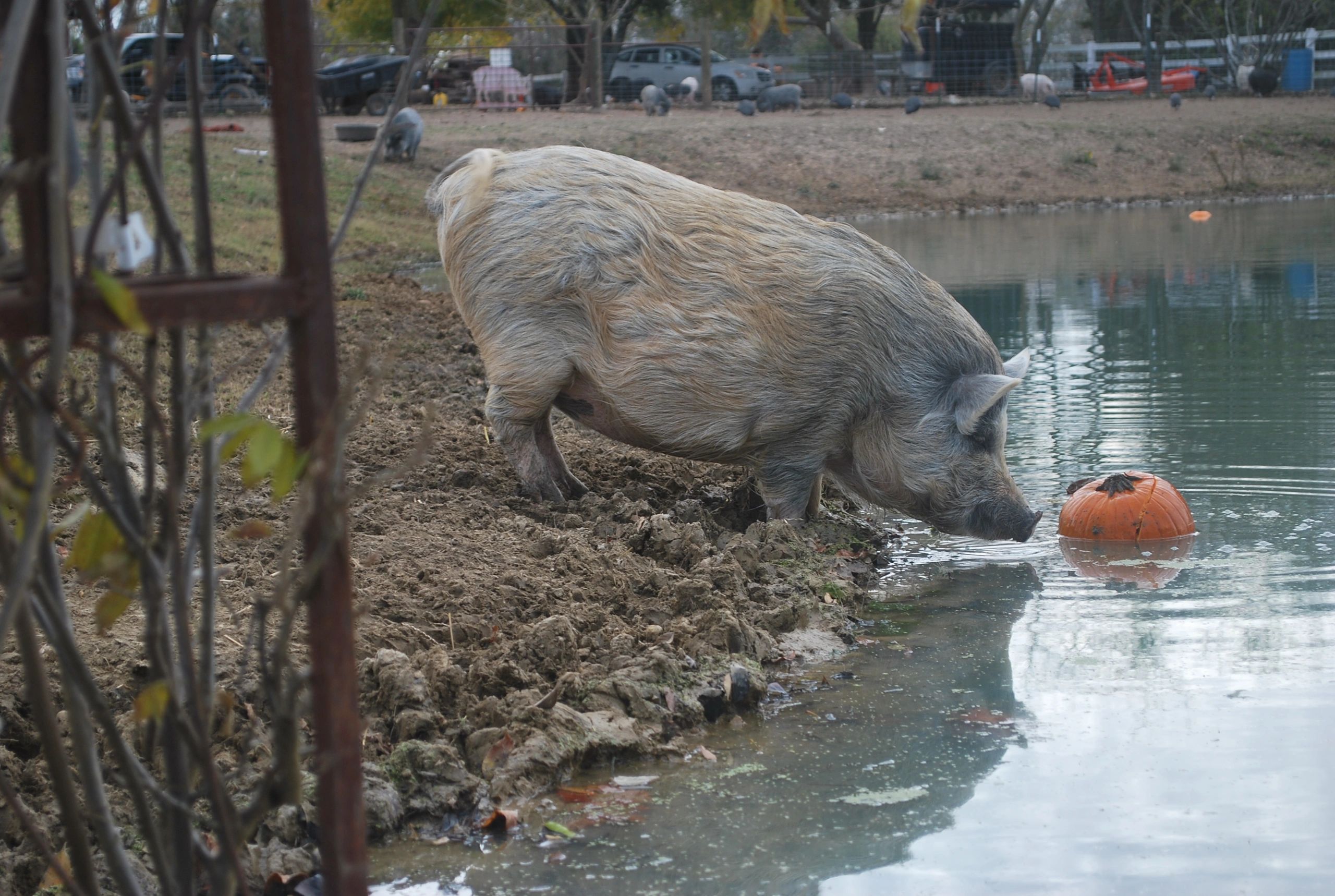 Did you know? Pigs are omnivores! (Part 1)