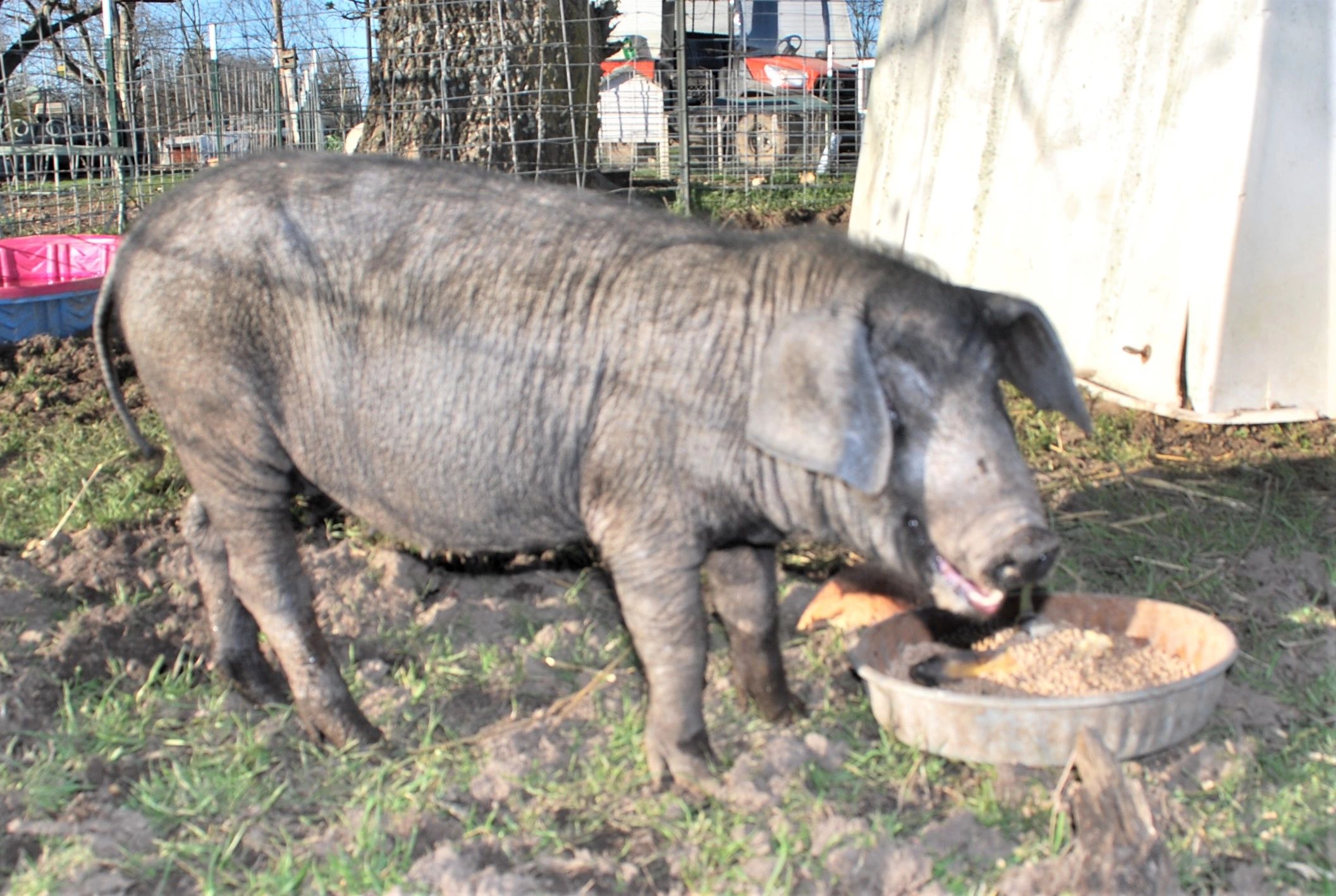 Did you know? Pigs are omnivores! (Part 2)