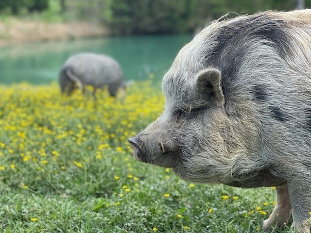 Mini Pig Rescue - My Pig Filled Life Mini Pig Rescue