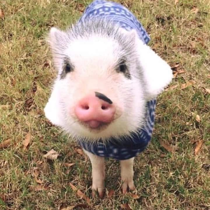 Did you know? Pigs have a preferred temperature range!