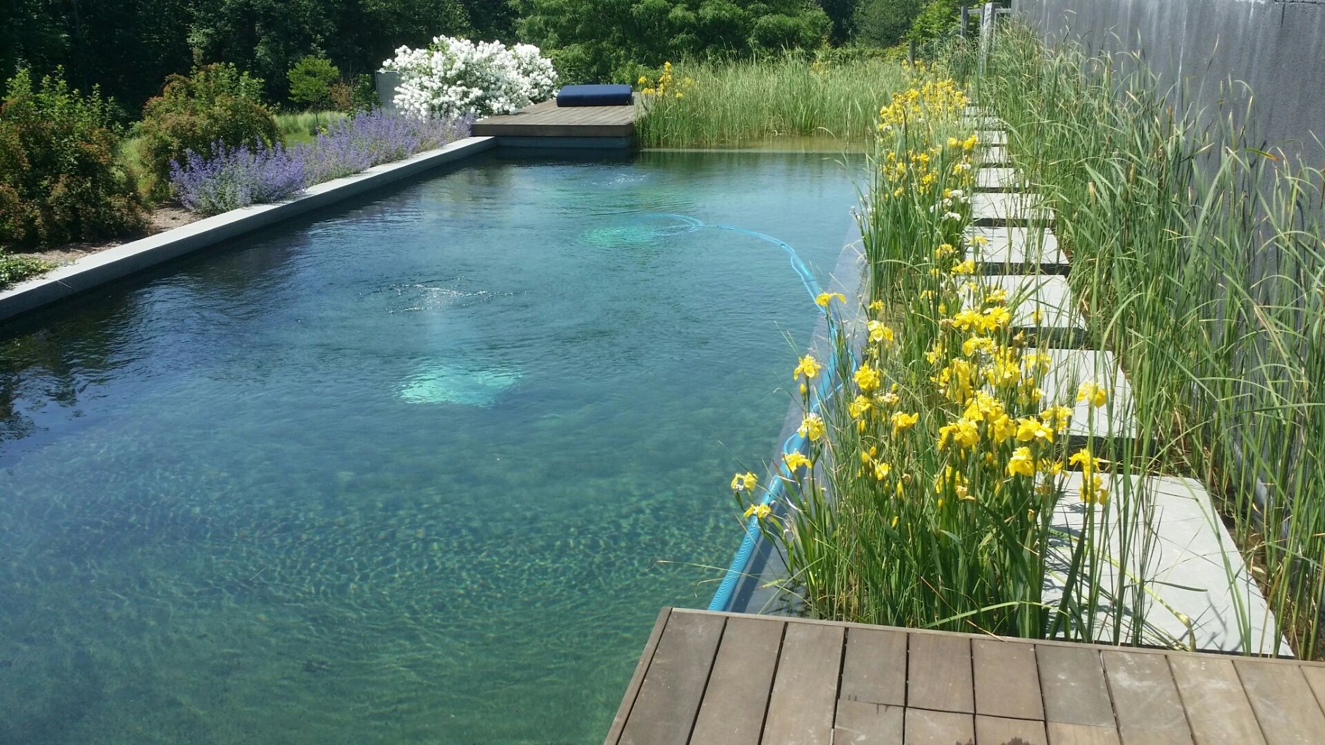Top Pool Builder for Natural Biological Swimming Pools