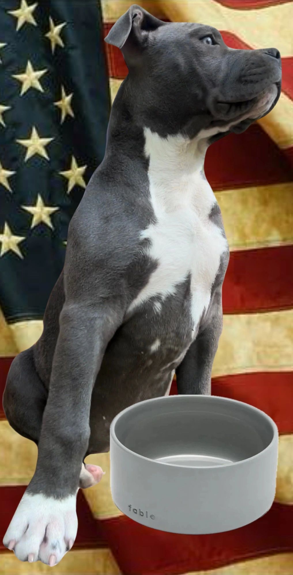 Brave Paw American Pits