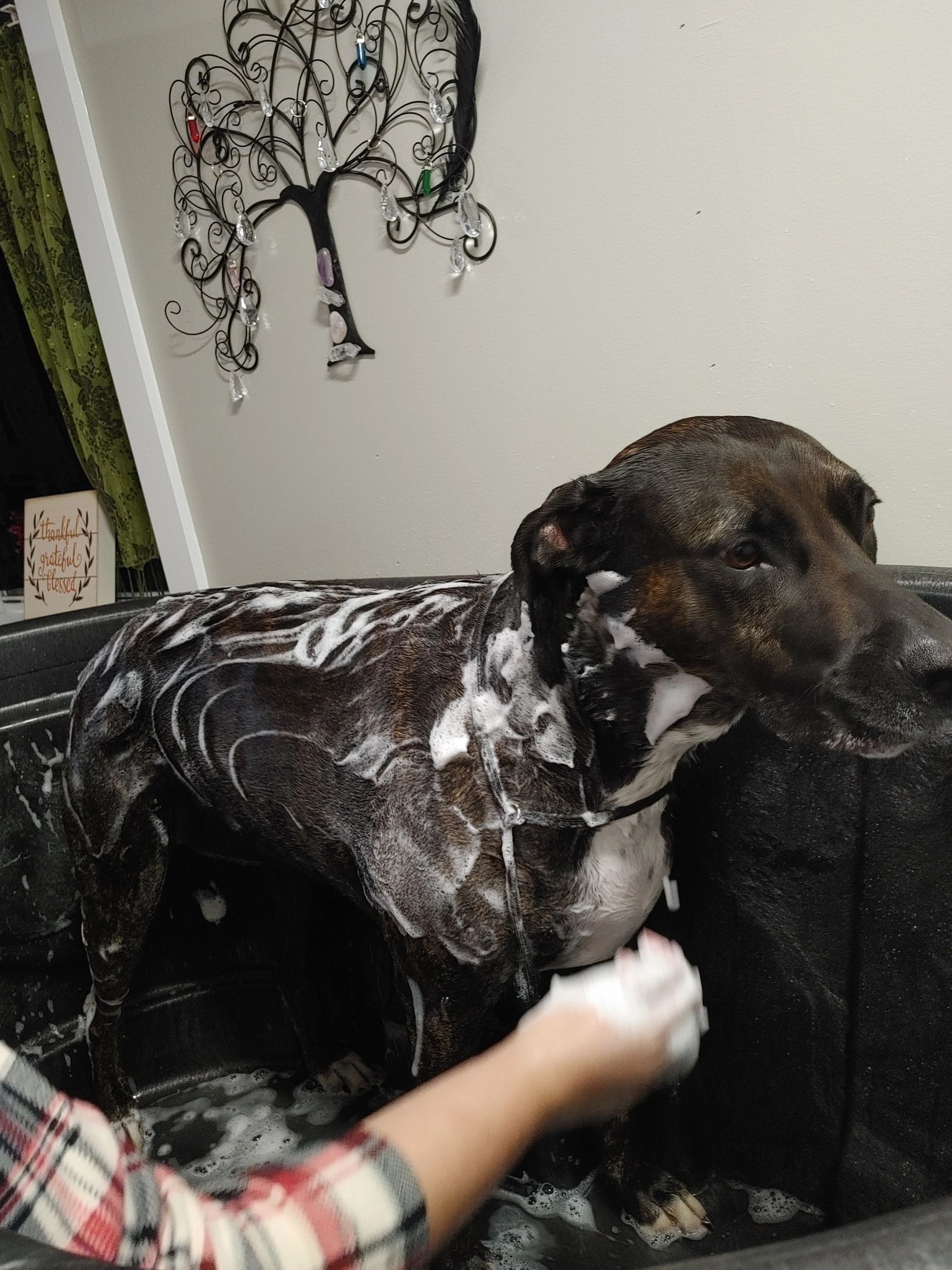 Angel Groomers