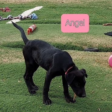 Adoptable Dogs - FUREVERDOG RESCUE