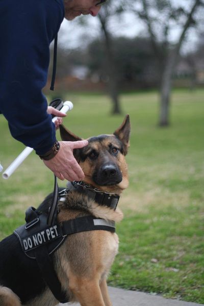 ABOUT US | JP Dog Training