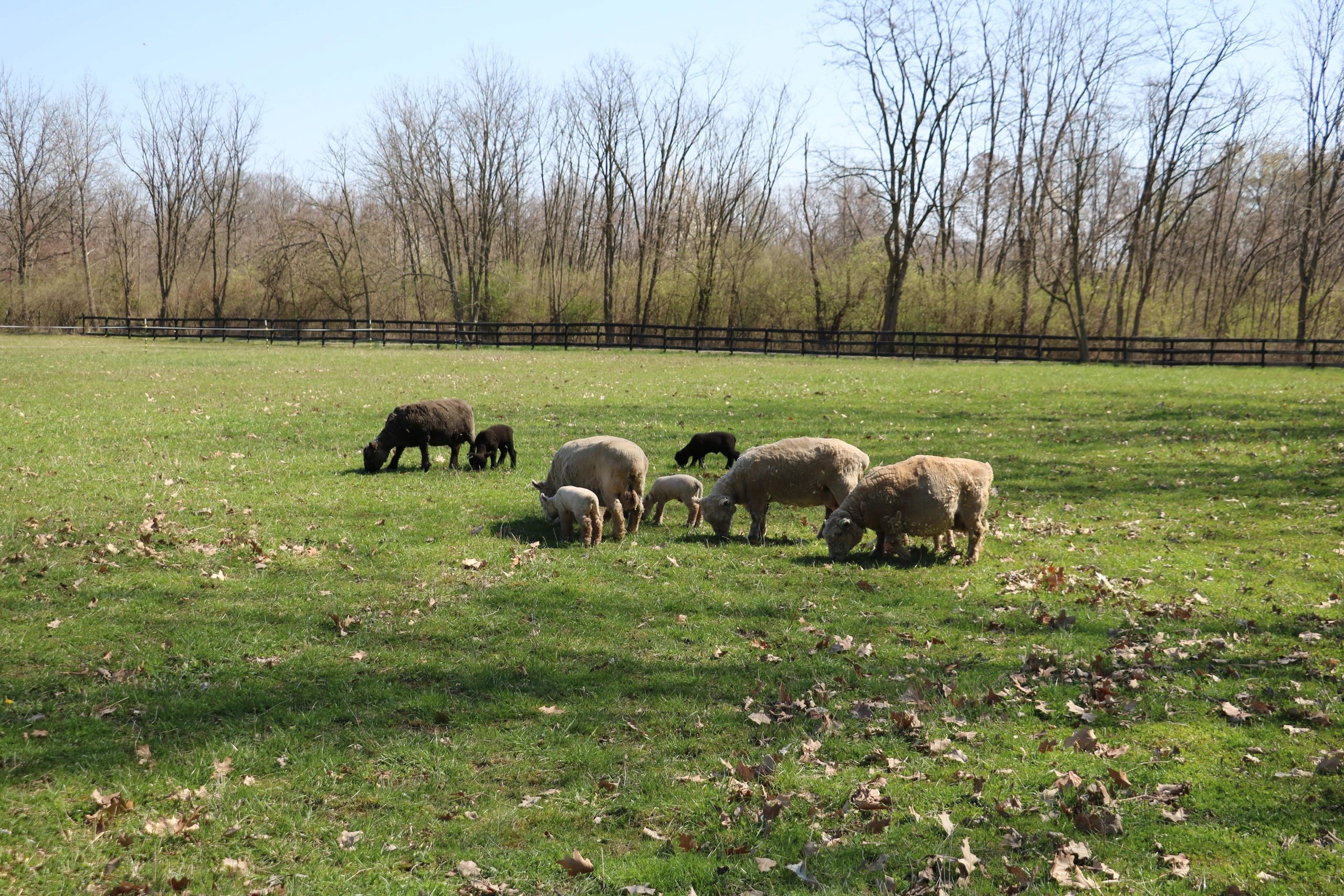 Southdown Sheep, Sheep - Morning Mercies Farm - Indianapolis, Indiana