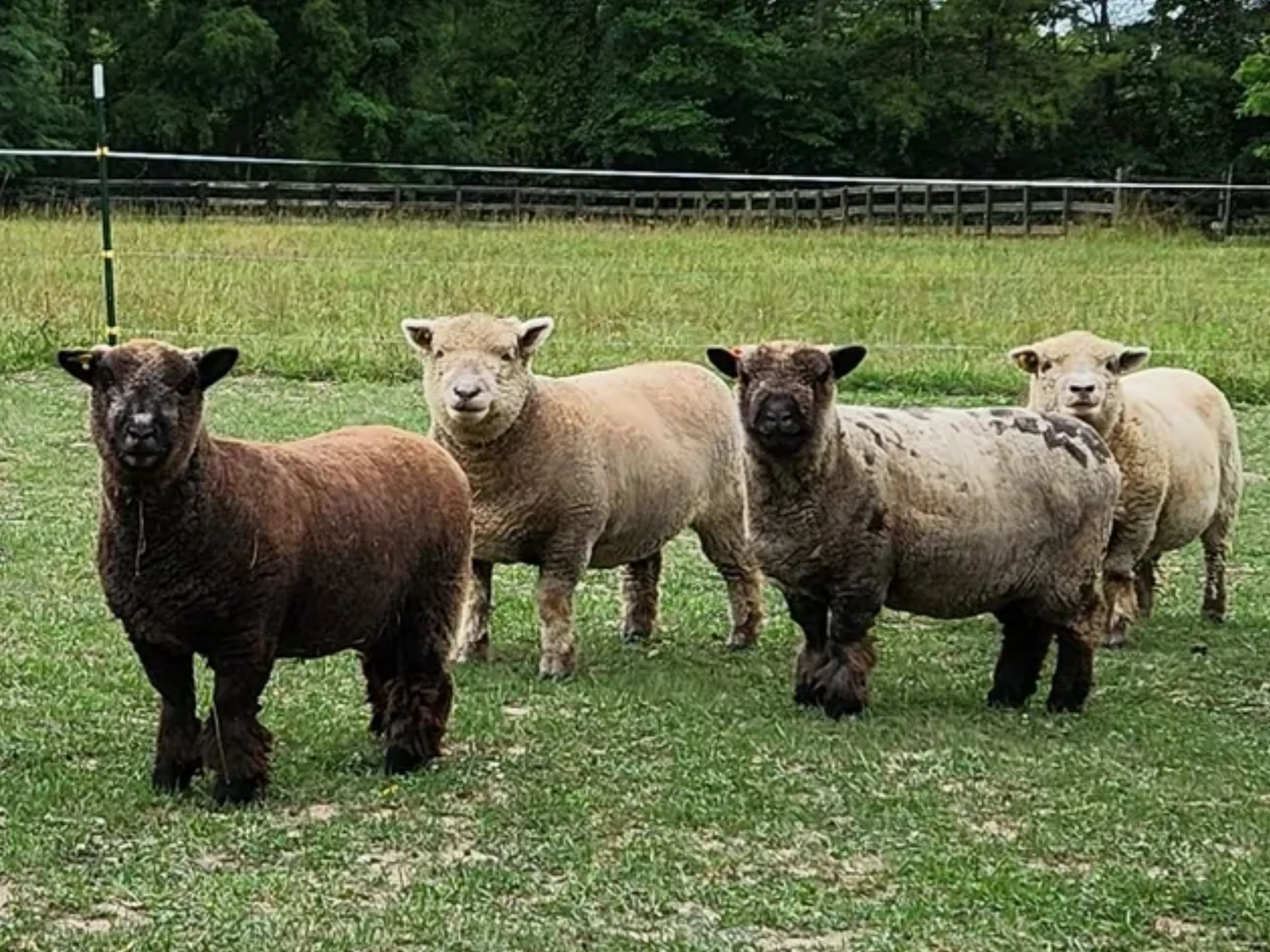 Southdown Sheep, Sheep - Morning Mercies Farm - Indianapolis, Indiana