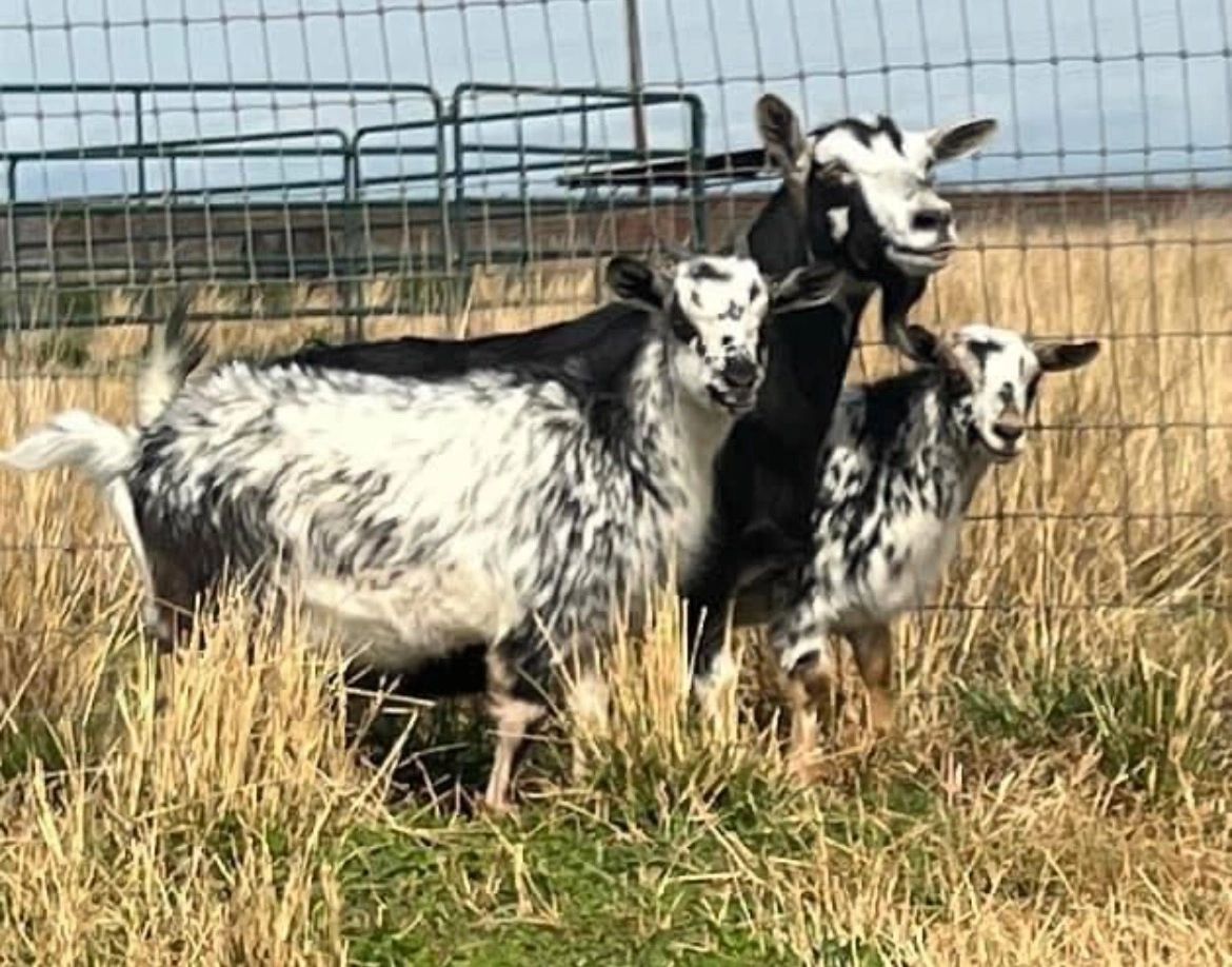 Falling For You Farms - Fainting Goat, Myotonic Goat, Goat