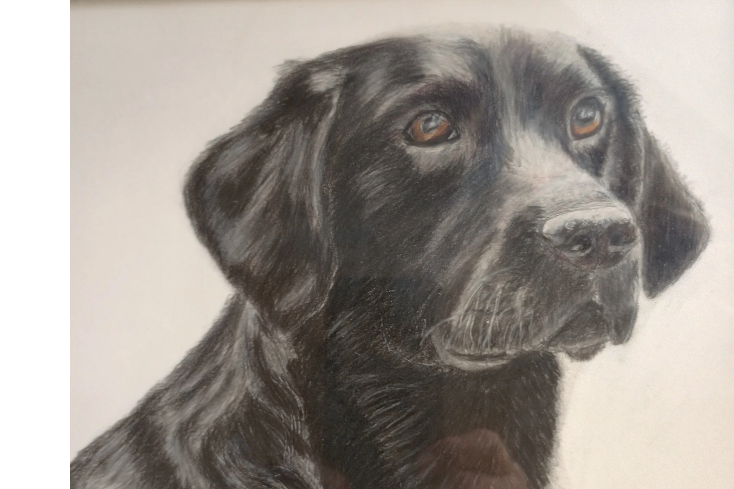 Mike Pet Art