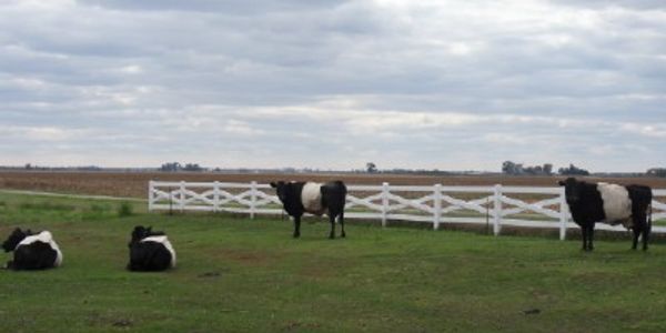 Dutch Belted - Dutch Belted Association