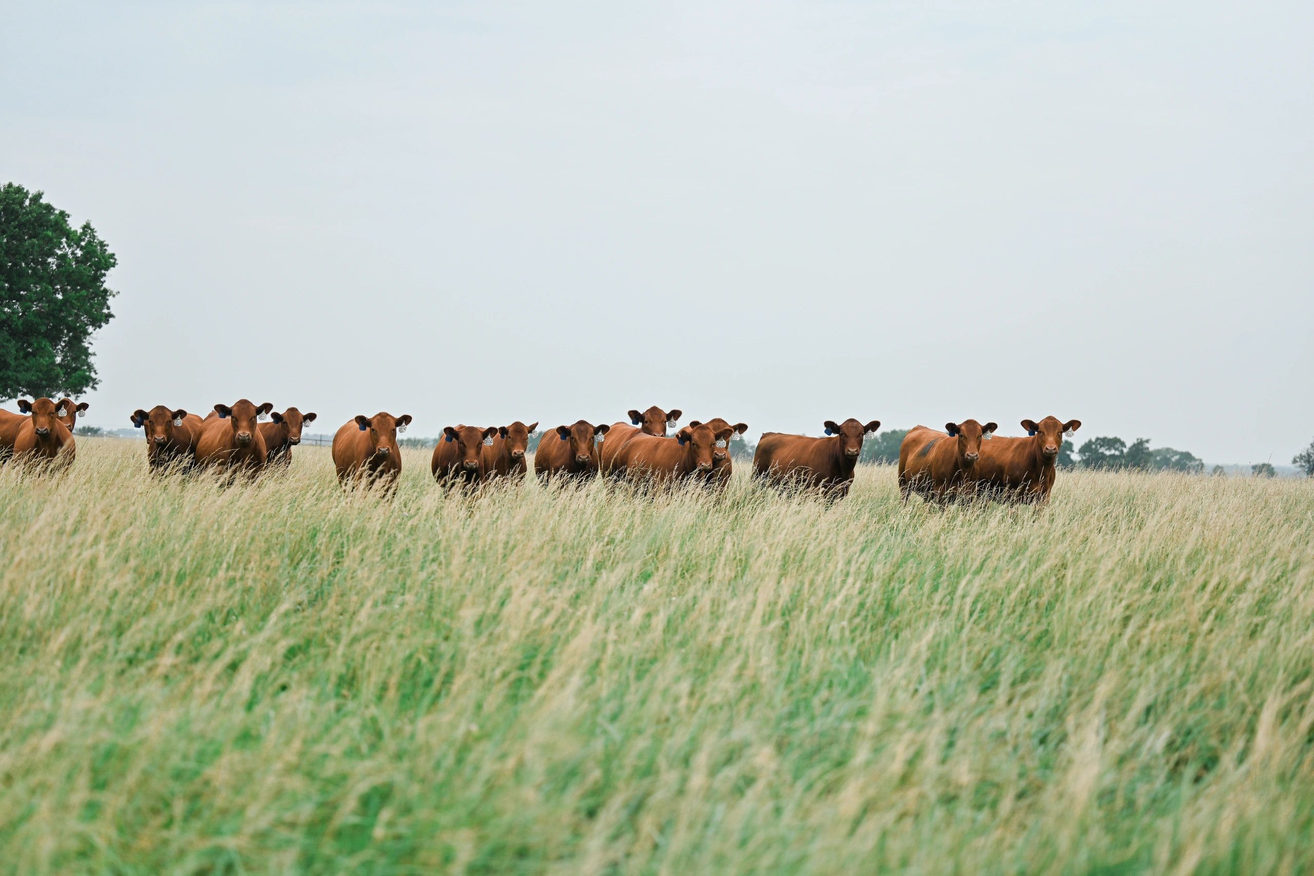 MC Livestock - Red Angus Cattle, Red Angus Cattle, Ranching, Cattle