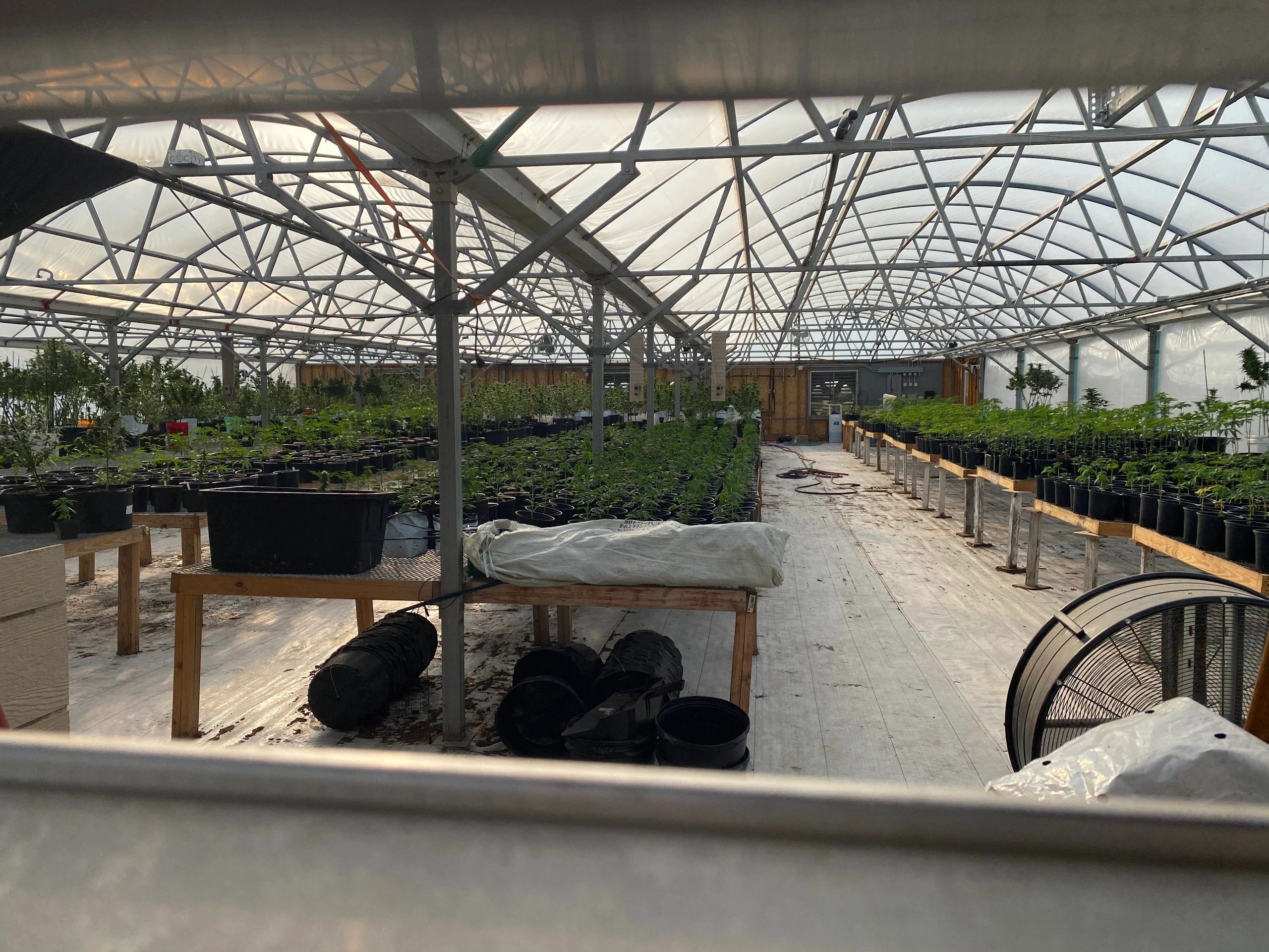 Premium Wholesale Cbd Flower - American Hemp Company