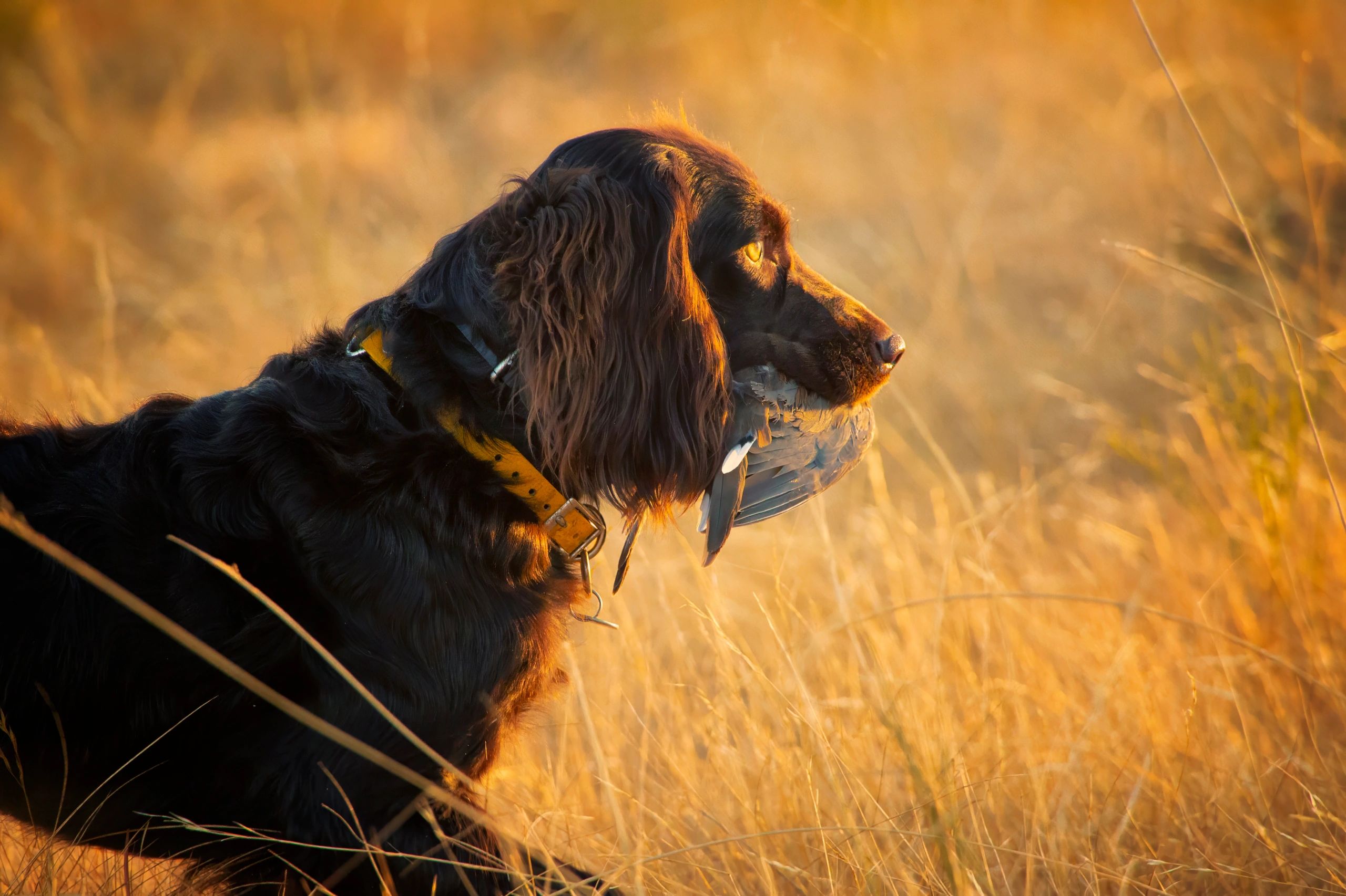 2026 NS Premier Sponsors | BSCBAA - AKC Boykin Spaniels