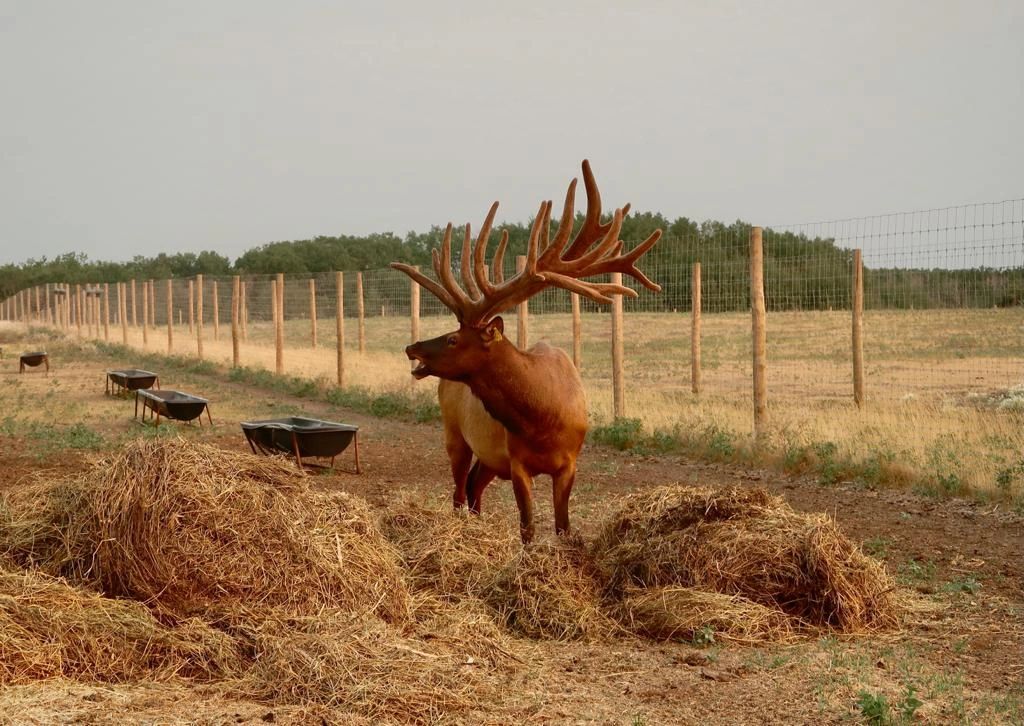 Northern Plains Elk - Elk Antler Dog Chews, Trophy Hunt Bulls