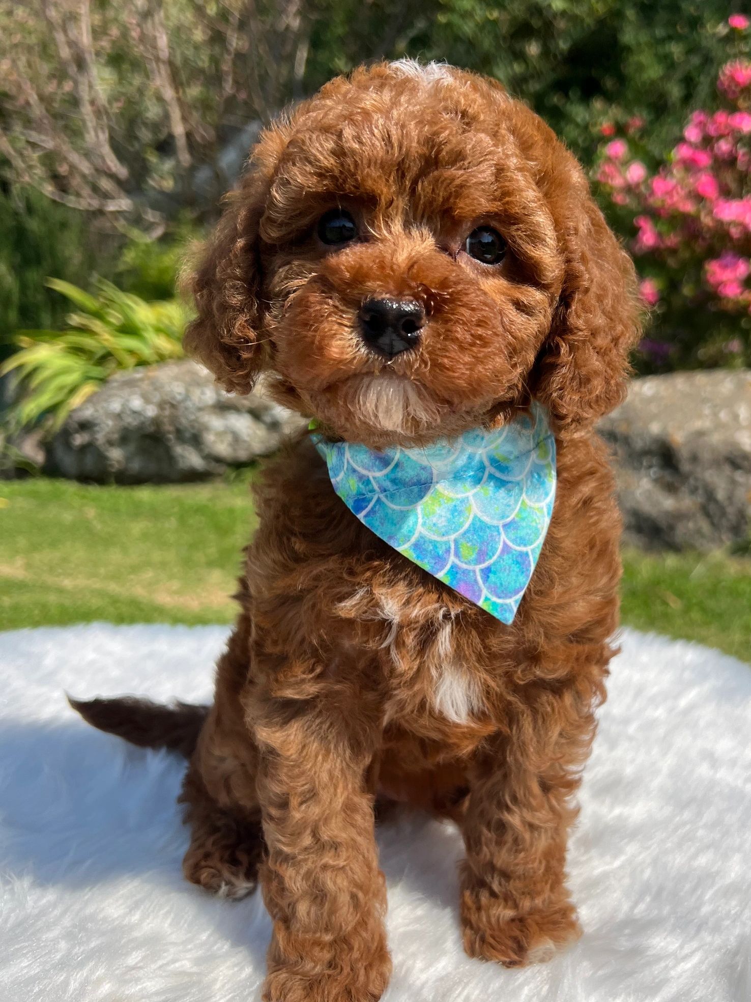 Oceanview Cavoodles