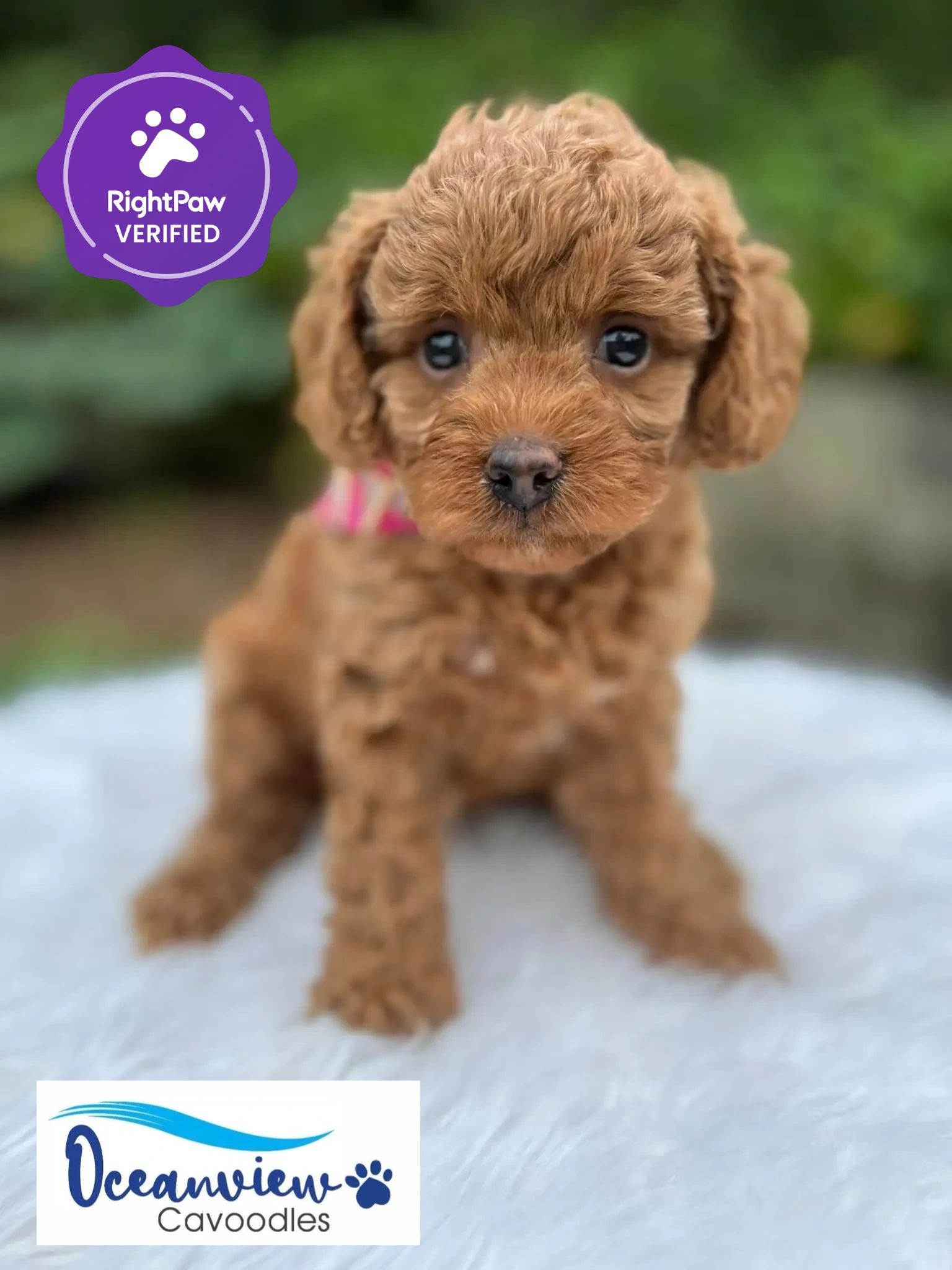 Adopt Adorable Toy Cavoodle Puppies Today!