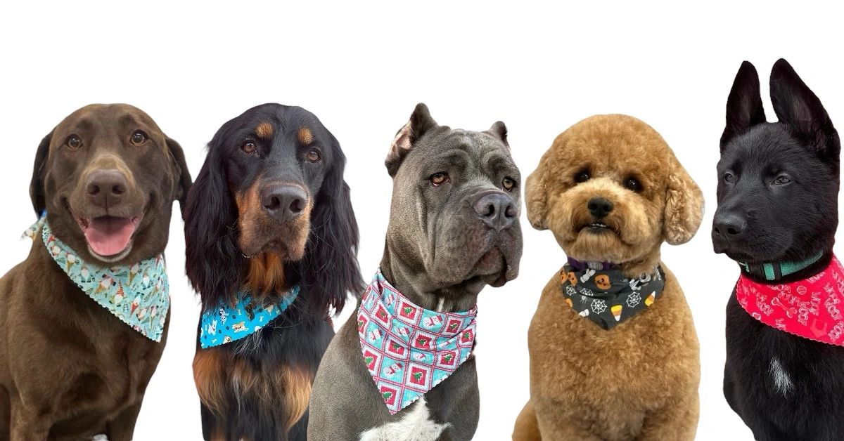 Heartand Kennels LLC - Pet Grooming, Pet Boarding