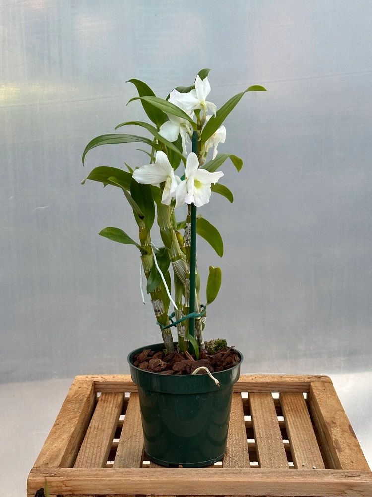 Dendrobium Spring Dream ‘Apollon’