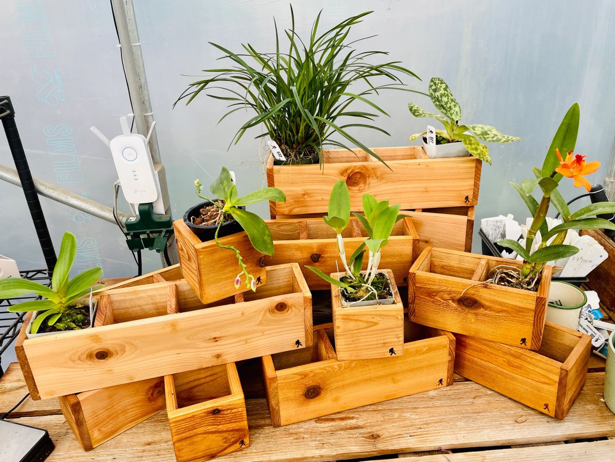 Cedar Display Boxes