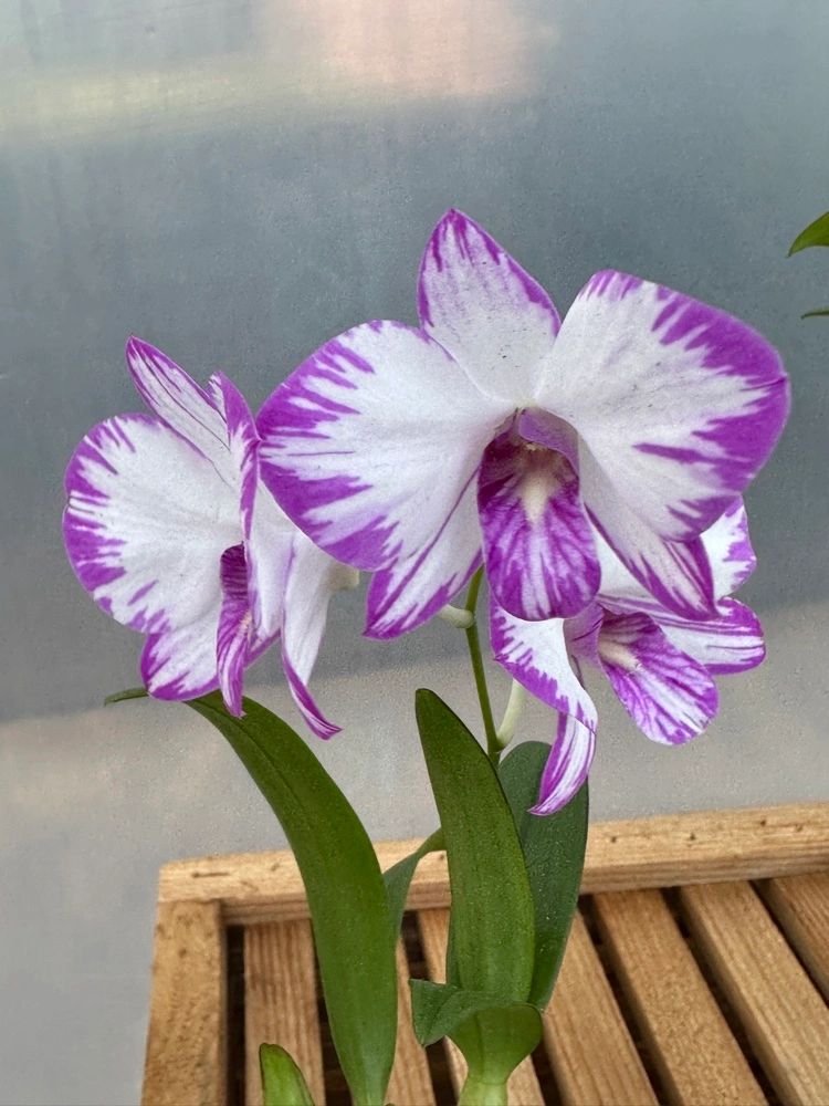 Dendrobium Enobi Purple’Splash’.