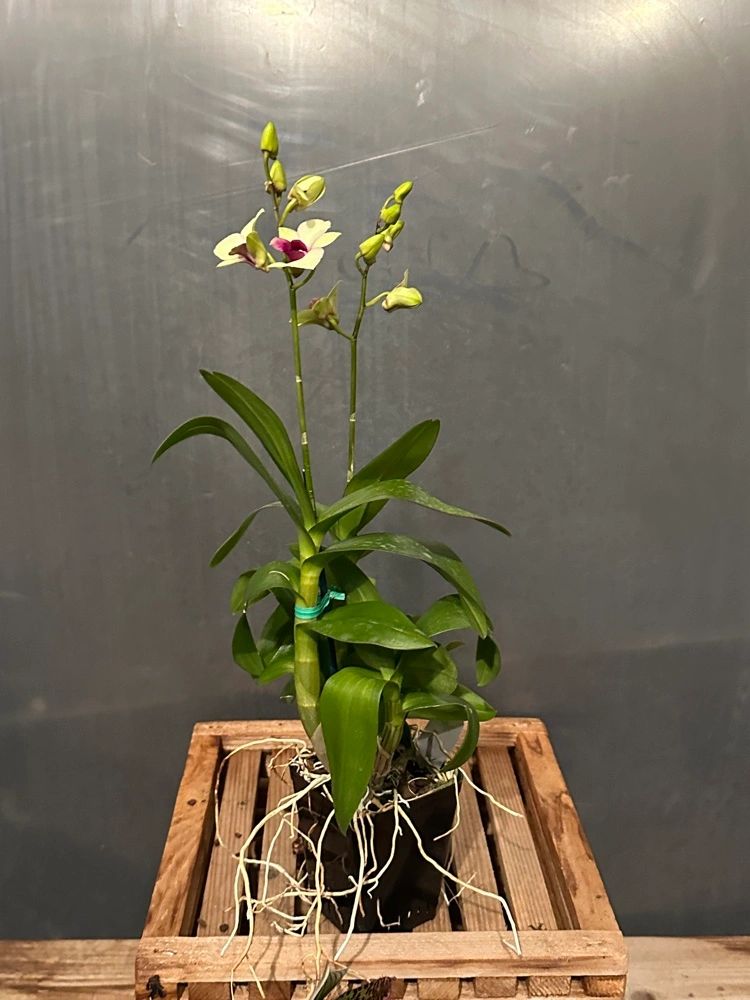 Dendrobium New Burana