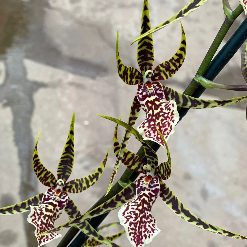 Arthurara Sea Snake 'Unforgetable"