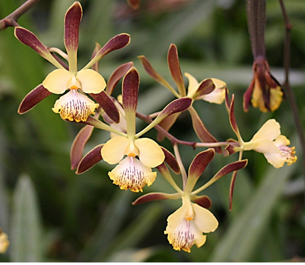 Encyclia Alata