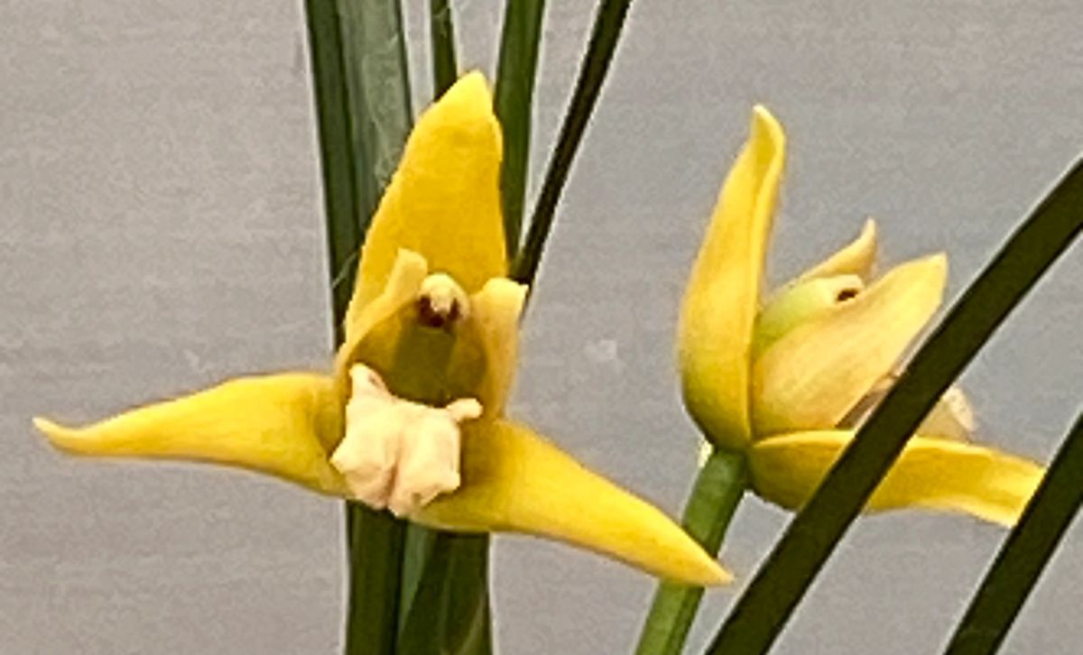 Maxillaria Tenuifolia (yellow) 'Yamada'