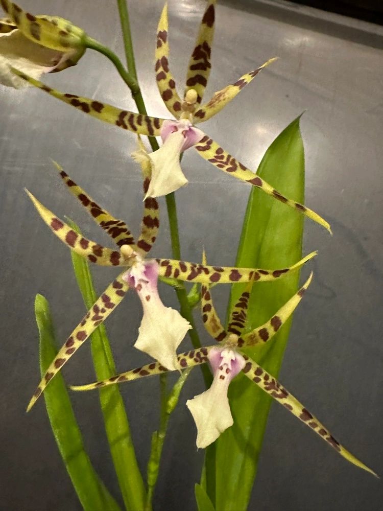 Miltassia Golden Spider 'Copius’