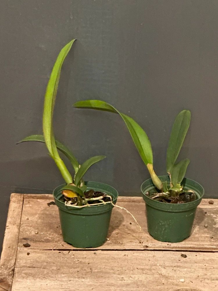 Lc Aussie Sunset 'Cosmic Fire' HCC/AOS X Lc Tokyo Magic '6-1' AM/AOS